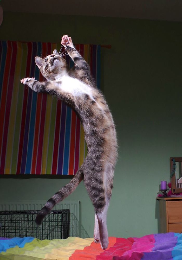 Lucu! 15 Foto ini Nunjukin Kalau Kucing Ternyata Juga Jago Menari - Hai