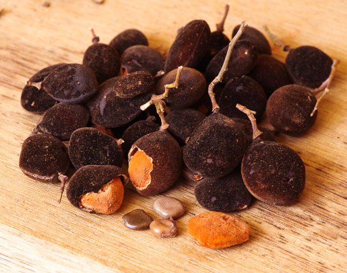 Mengenal Buah Asam Kranji, si Asam Beludru - Bobo