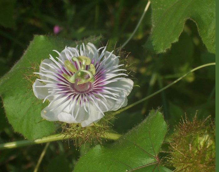 Seperti Buah yang Terbungkus Jaring, Inilah Rambusa si Markisa Mini - Bobo