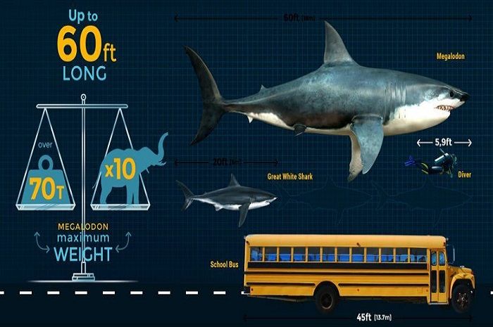 5 Fakta Menarik Mengenai Hiu Purba Raksasa Megalodon yang Ada di Film ...