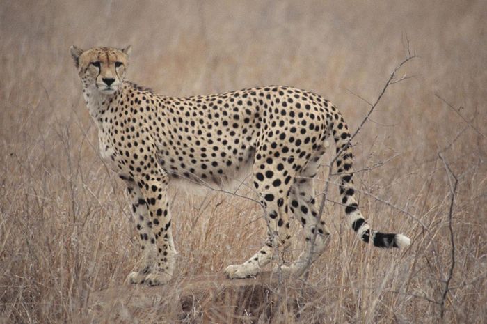 Sering Dikira Sama, Ini Perbedaan Cheetah, Macan Tutul, dan Jaguar - Bobo Sering Dikira Sama, Ini Perbedaan Cheetah, Macan Tutul, dan Jaguar - Bobo