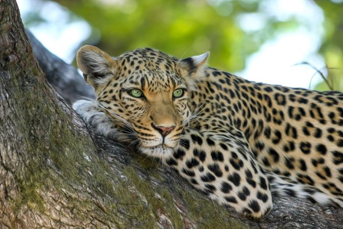 Sering Dikira Sama, Ini Perbedaan Cheetah, Macan Tutul, dan Jaguar - Bobo Sering Dikira Sama, Ini Perbedaan Cheetah, Macan Tutul, dan Jaguar - Bobo