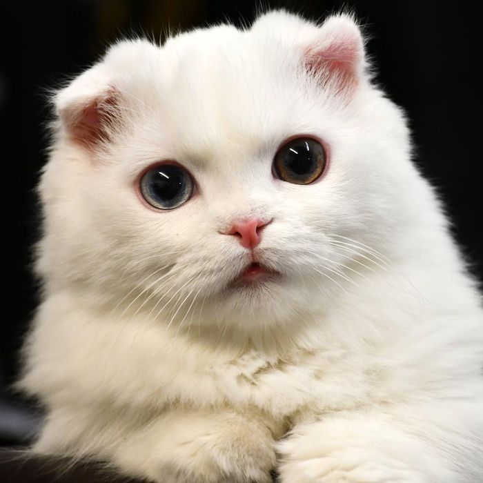 Kenalan Sama Goyanggy, yuk! Kucing dengan Dua Warna Mata Berbeda - Bobo Kenalan Sama Goyanggy, yuk! Kucing dengan Dua Warna Mata Berbeda - Bobo