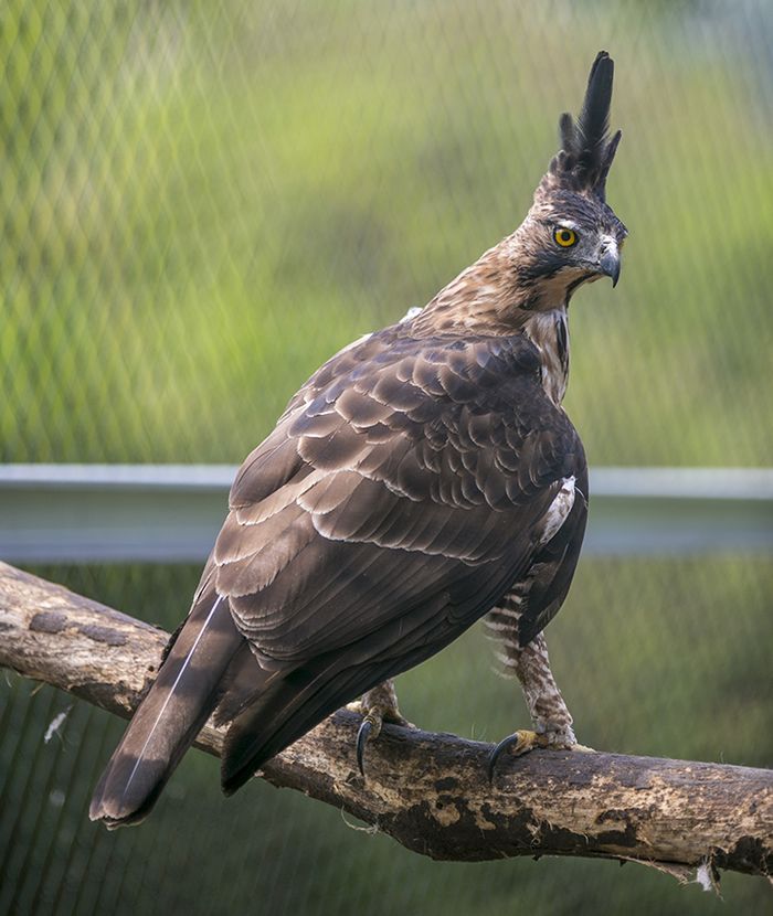 Pelestarian Elang di Ladang Geotermal Kamojang, Harmoni Manusia dan ...