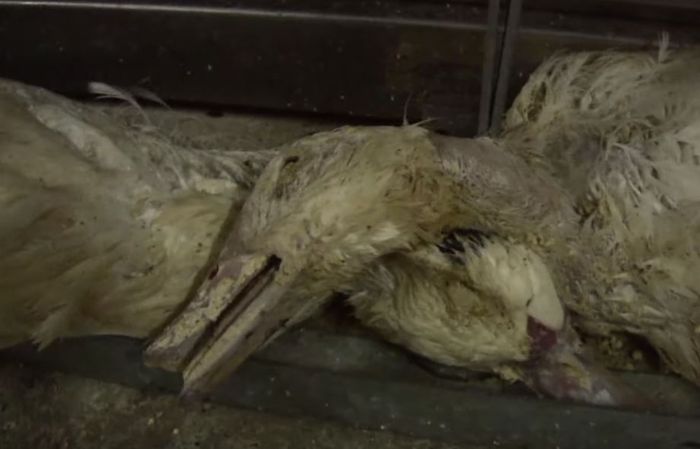 Sadis! Ternyata Gini Caranya Mendapatkan Foei Grass, Hidangan Hati ...