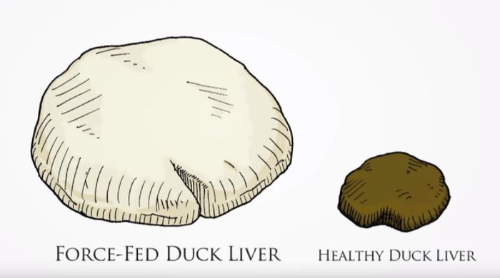 Sadis! Ternyata Gini Caranya Mendapatkan Foei Grass, Hidangan Hati ...