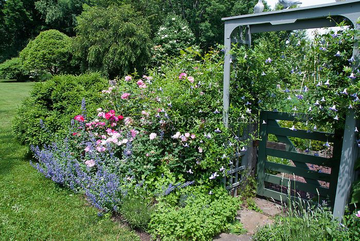 Buat Pagar Hidup di Rumah dengan 7 Rekomendasi Tanaman yang ...