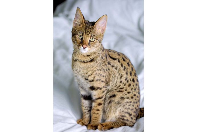 8 Kucing Termahal di Dunia, Ada yang Sampai Ratusan Juta, lo! - Bobo