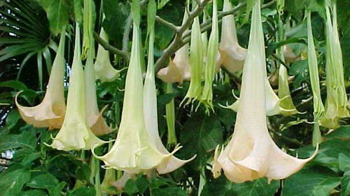 Kecubung, Bahan Narkoba Paling Mematikan di Dunia Itu Tumbuh di ...