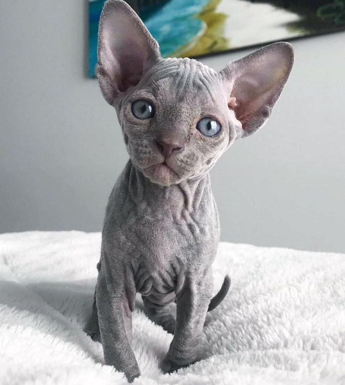 Yuk, Lihat Foto Anak Kucing Sphynx yang Tetap Lucu Meskipun Tanpa Bulu ...