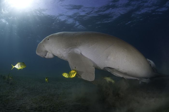 6 Hewan Laut Ini Ternyata Mamalia - Bobo 6 Hewan Laut Ini Ternyata Mamalia - Bobo