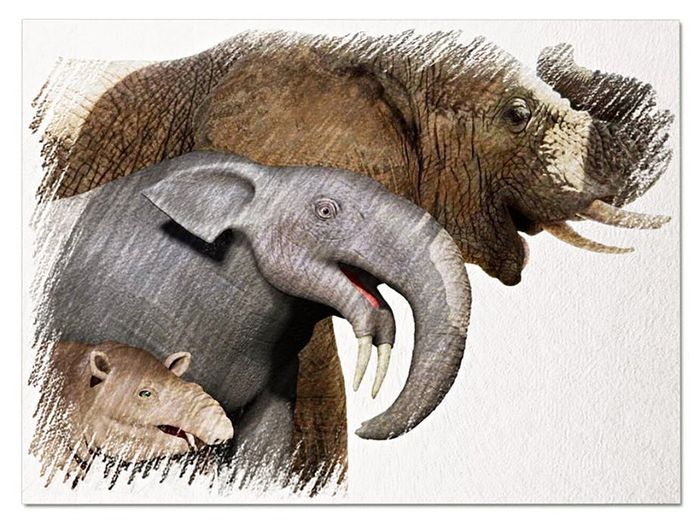 Peneliti: Perubahan Iklim Pengaruhi Pertumbuhan Ukuran Otak Gajah ...