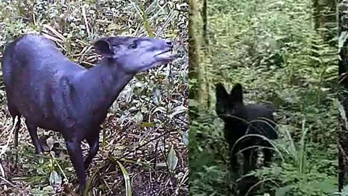 Makhluk 'Misterius' Mengintai dari Gunung Tertinggi di Dunia ...