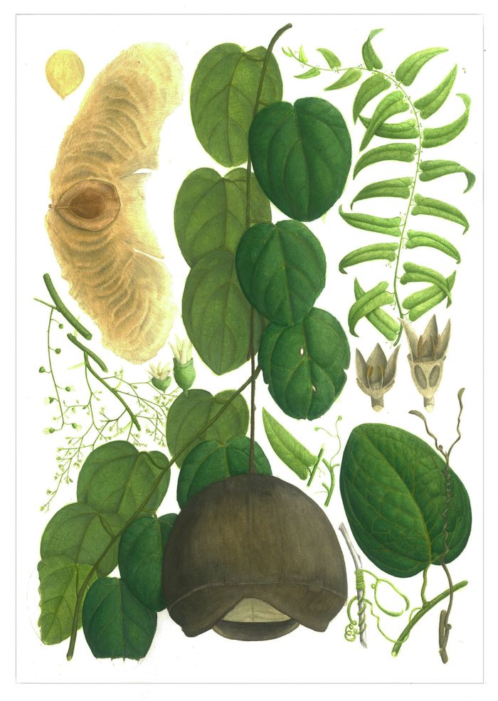 Kelindan Seni dan Sains dalam Mukjizat Kebinekaan Flora Indonesia ...