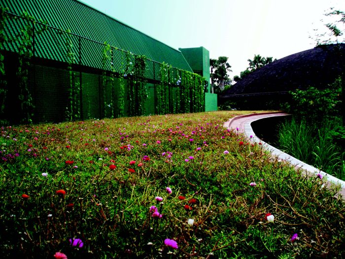 Inilah Tanaman yang Pas untuk Taman Atap, Kriteria dan Jenisnya ...