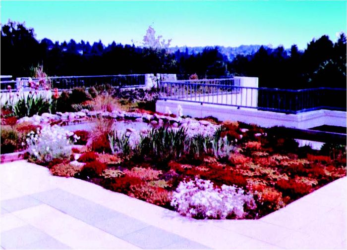 Inilah Tanaman yang Pas untuk Taman Atap, Kriteria dan Jenisnya ...