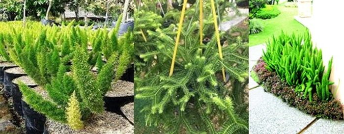 Akar Busuk Penyakit Si Ekor Tupai, Ini Cara Rawat agar Tetap Segar ...