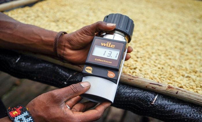 Kopi Tiom, Memunguti yang Diabaikan - National Geographic