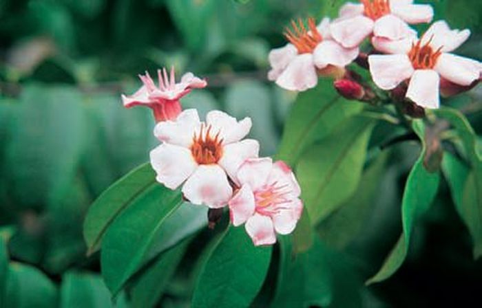 Mau Pilh Tanaman Rambat untuk Atap Carport? Ini 6 Jenis yang Bisa ...