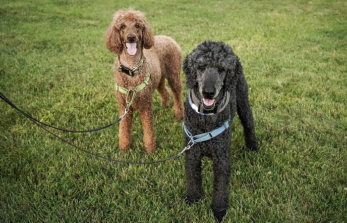 Anjing Pudel Terbagi dalam Tiga Jenis Ukuran, Cari Tahu Apa Saja, yuk ...