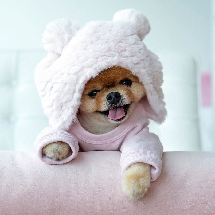 Jadi Selebgram, Anjing-Anjing Ini Bikin Banyak Netizen Gemas dan Ingin ... Jadi Selebgram, Anjing-Anjing Ini Bikin Banyak Netizen Gemas dan Ingin ...