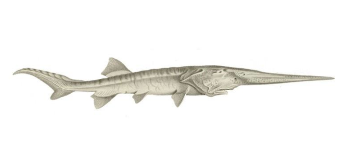 Chinese paddlefish, Salah Satu Ikan Terbesar di Dunia Telah Punah ...