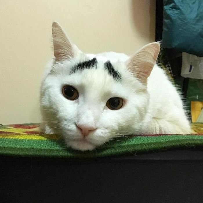 Kucing Ini Punya Poni! Ini Dia 7 Gambar Kucing yang Punya Corak Unik ...