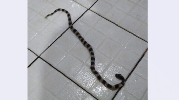 Layaknya Saudara, Ternyata Ular Welang, Weling dan Cincin Emas Memiliki ...