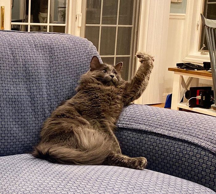 Meski Bermata Juling, Anak Kucing Ini Begitu Manis dan Memikat Hati ...