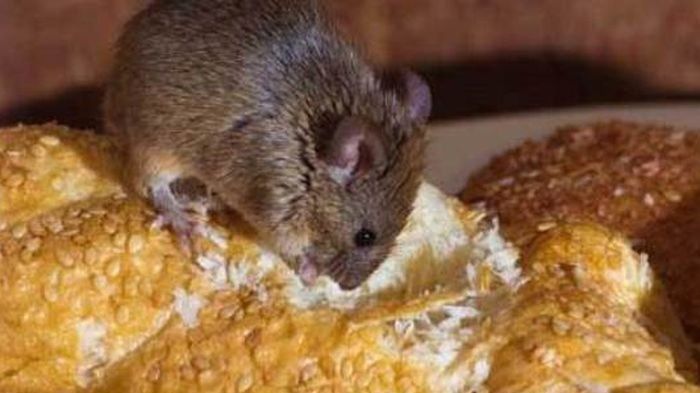 Makin Banyak Tikus di Rumah? Usia Hidup Kurang dari Setahun tapi Bisa ...