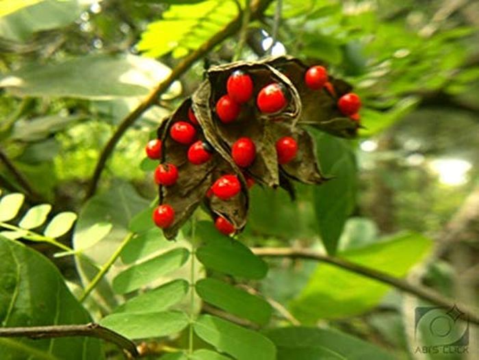 Racunnya Bisa Membunuh, Ini 7 Tanaman Paling Mematikan di Dunia ...