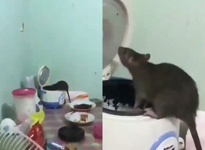 Cara Cegah Tikus Got Masuk Rumah, Letakkan 3 Bahan Ini di Sekitaran ...