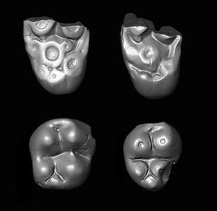 Sekelompok Primata Diduga Telah Berlayar dari Benua Afrika ke Amerika ...