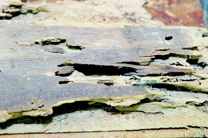 Kenali 3 Jenis Rayap dari Keberadaannya, Cegah Serangannya dengan ...