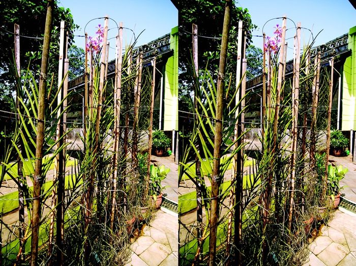 Mau Berkebun Anggrek? Kenali 4 Jenis Anggrek sesuai Tempat Tumbuh - iDEA