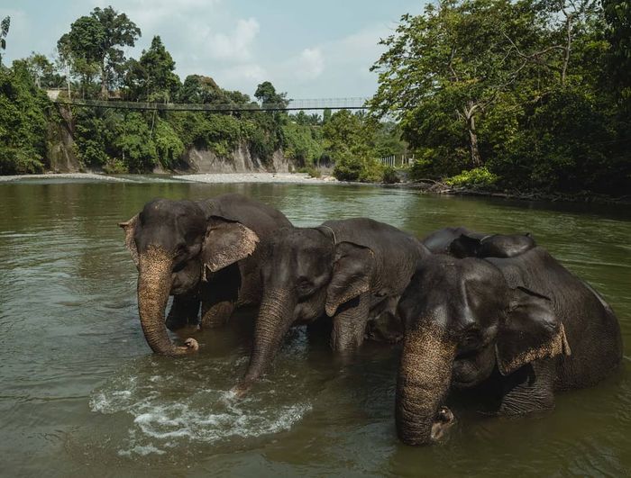 Terrario Tangkahan, Vila Nicholas Saputra dan Panorama Surga Gajah ...