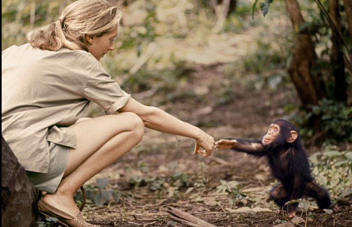 Jane Goodall: Pandemi Muncul karena Manusia Tak Menghormati Alam ...