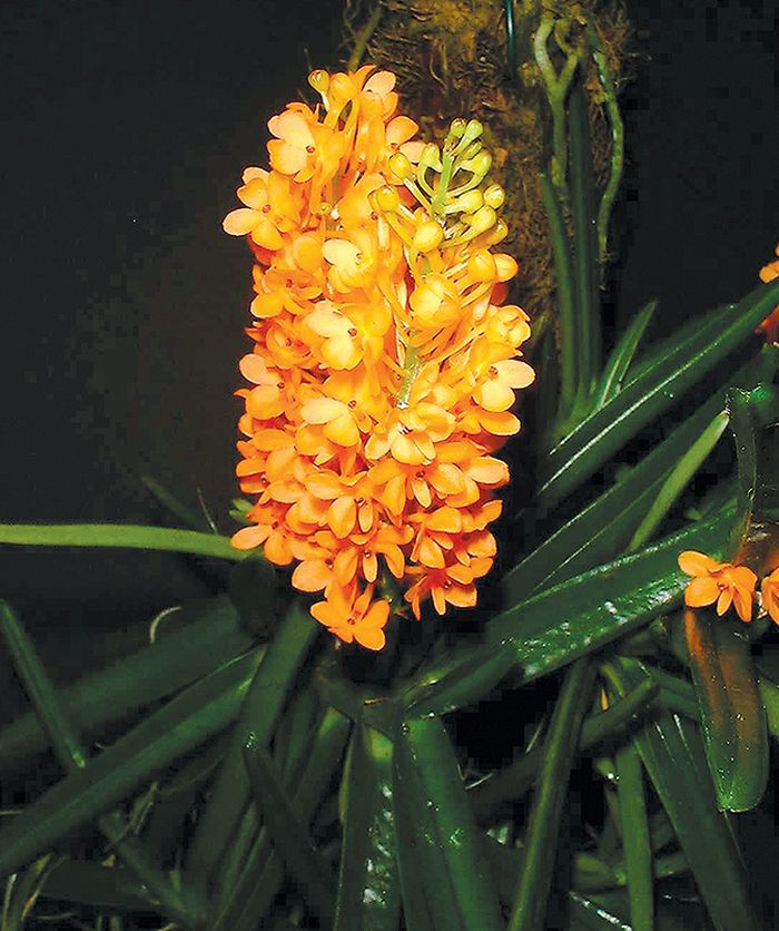 Mengenal Anggrek Mini, Ukurannya Hanya Sebesar Pulpen dan Mudah ...