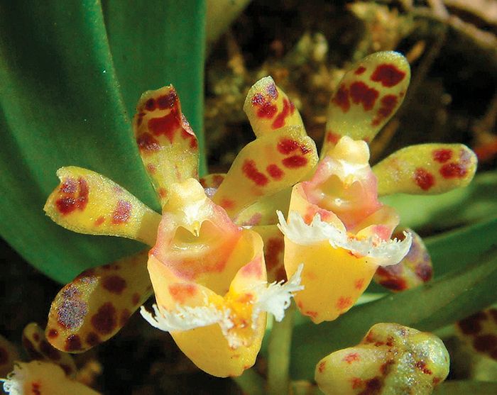 Mengenal Anggrek Mini, Ukurannya Hanya Sebesar Pulpen dan Mudah ...