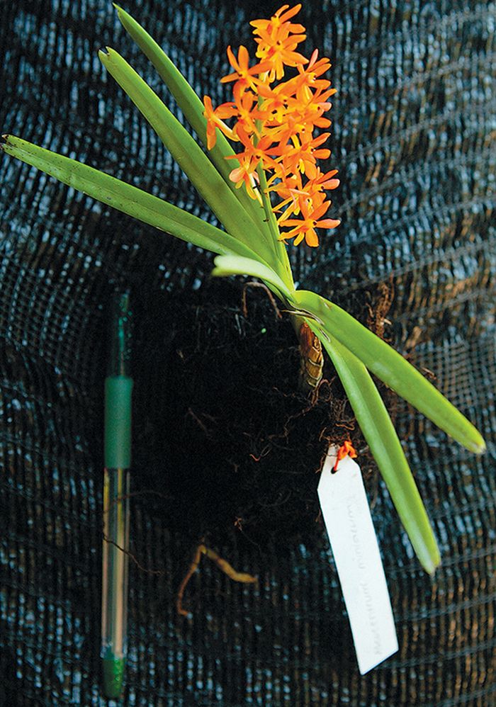 Mengenal Anggrek Mini, Ukurannya Hanya Sebesar Pulpen dan Mudah ...