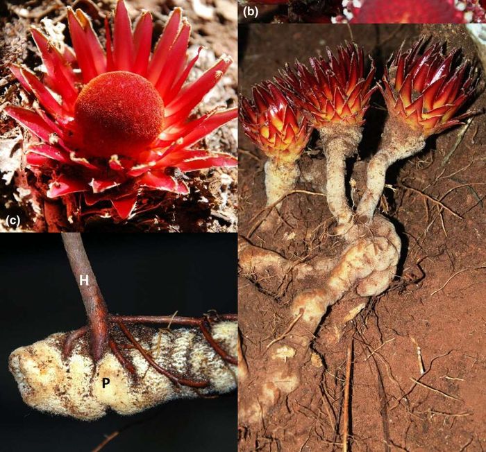 Langsdorffia, ‘Tanaman Vampir’ yang Mengisap Nutrisi dari Tumbuhan Lain ...