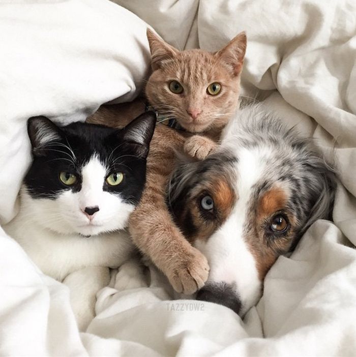 Bikin Gemas! Dikenal Enggak Bisa Akur, Ternyata Anjing dan Kucing Ini ... Bikin Gemas! Dikenal Enggak Bisa Akur, Ternyata Anjing dan Kucing Ini ...