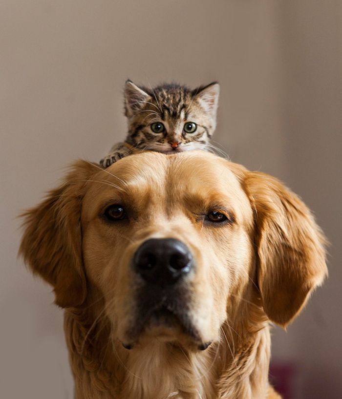 gambar persahabatan anjing dan kucing - Gordon Harris gambar persahabatan anjing dan kucing - Gordon Harris