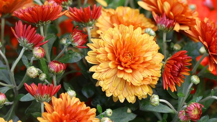 Jenis Bunga yang Melambangkan Tiap Zodiak. Libra Bunga Mawar! (Part 2 ...