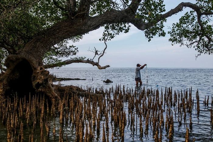 Hari Mangrove Sedunia, Merawat Benteng Terakhir di Ekosistem Pesisir - Semua Halaman - National ...