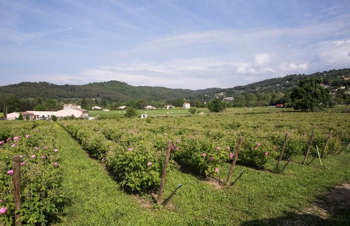 Intip Proses Pemetikan Bunga Mawar untuk Membuat Parfum Mewah Ternama ...