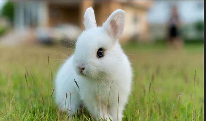 Ingin Membeli Kelinci? Inilah Jenis-Jenis Kelinci yang Harus Kamu ...