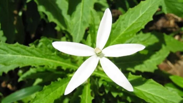 Jangan Sampai Salah Lagi, Ini Manfaat Bunga Katarak yang Sebenarnya ...