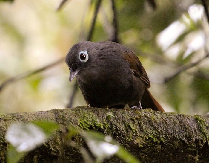 Eksploitasi Perdagangan Satwa Sebabkan Populasi Poksai Mantel Langka ...