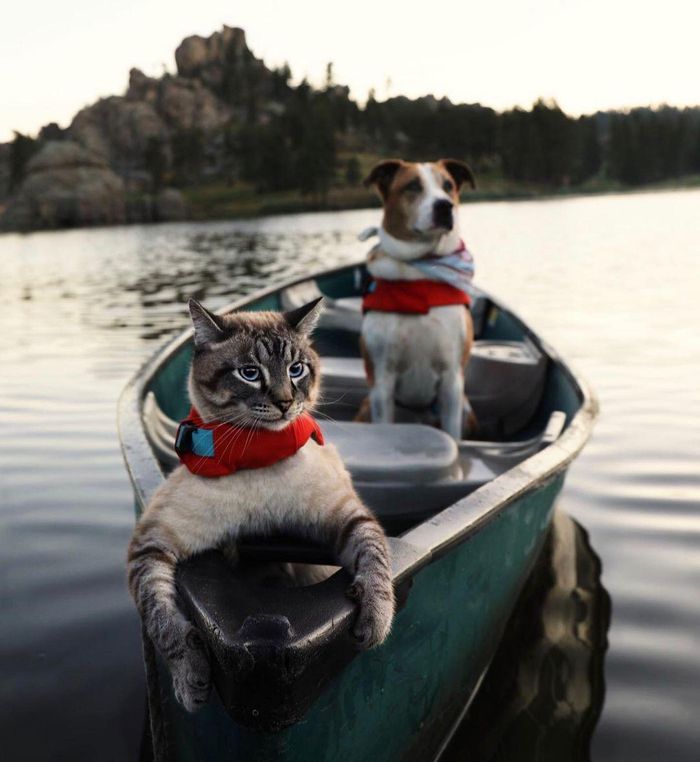 Dari Menembus Padang Pasir sampai Pegunungan, Kucing dan Anjing Ini ... Dari Menembus Padang Pasir sampai Pegunungan, Kucing dan Anjing Ini ...
